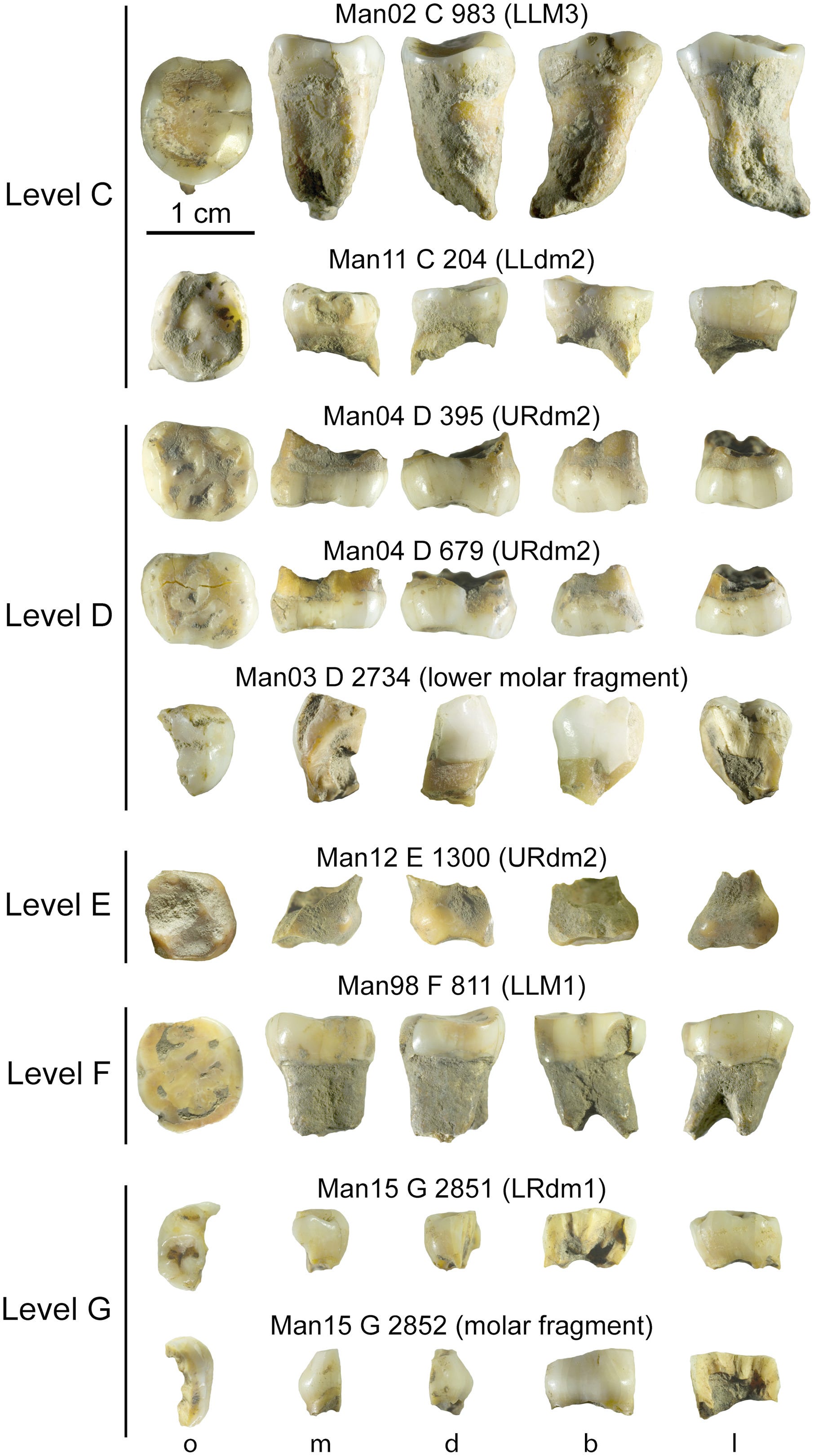 Earliest Modern Humans In Europe - by Kambiz Kamrani