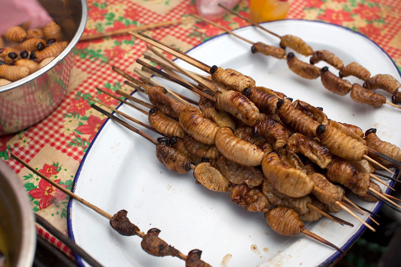 A Guide to the Edible Insects of the Americas