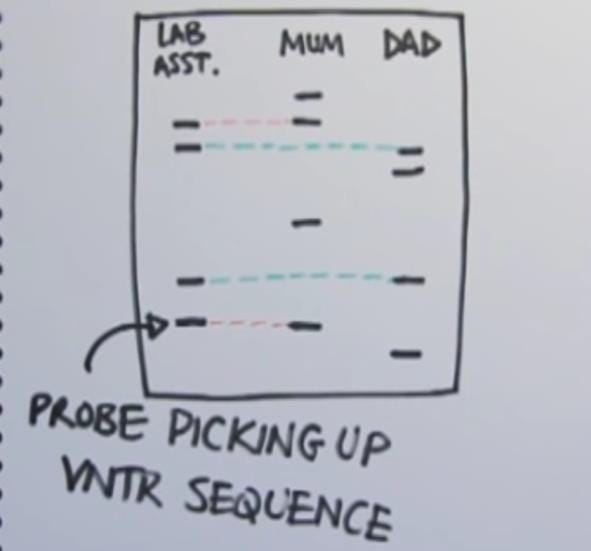 DNA Fingerprinting - by Shaastra TechShots
