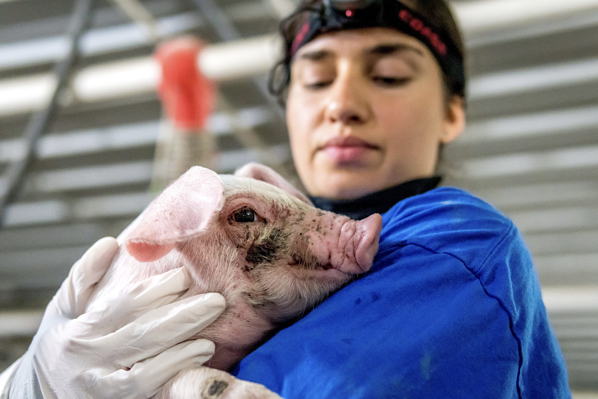 The piglet who made it in The New York Times