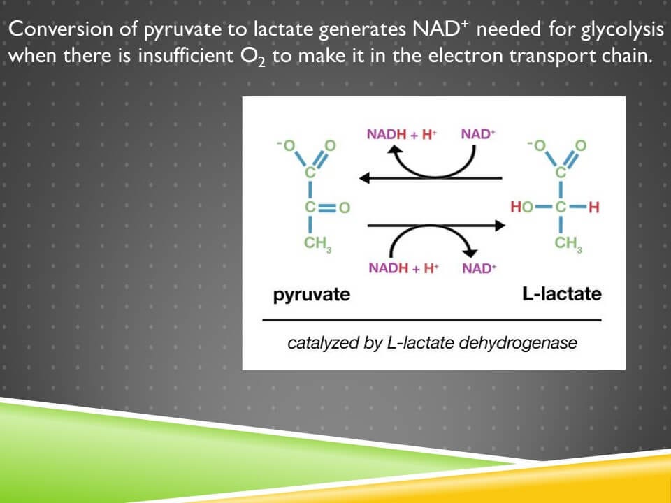 Pyruvate To Lactate