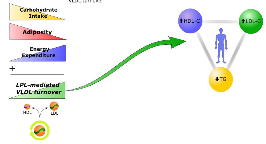 INSIGHTS | 7. Lipid Energy Model of Cholesterol