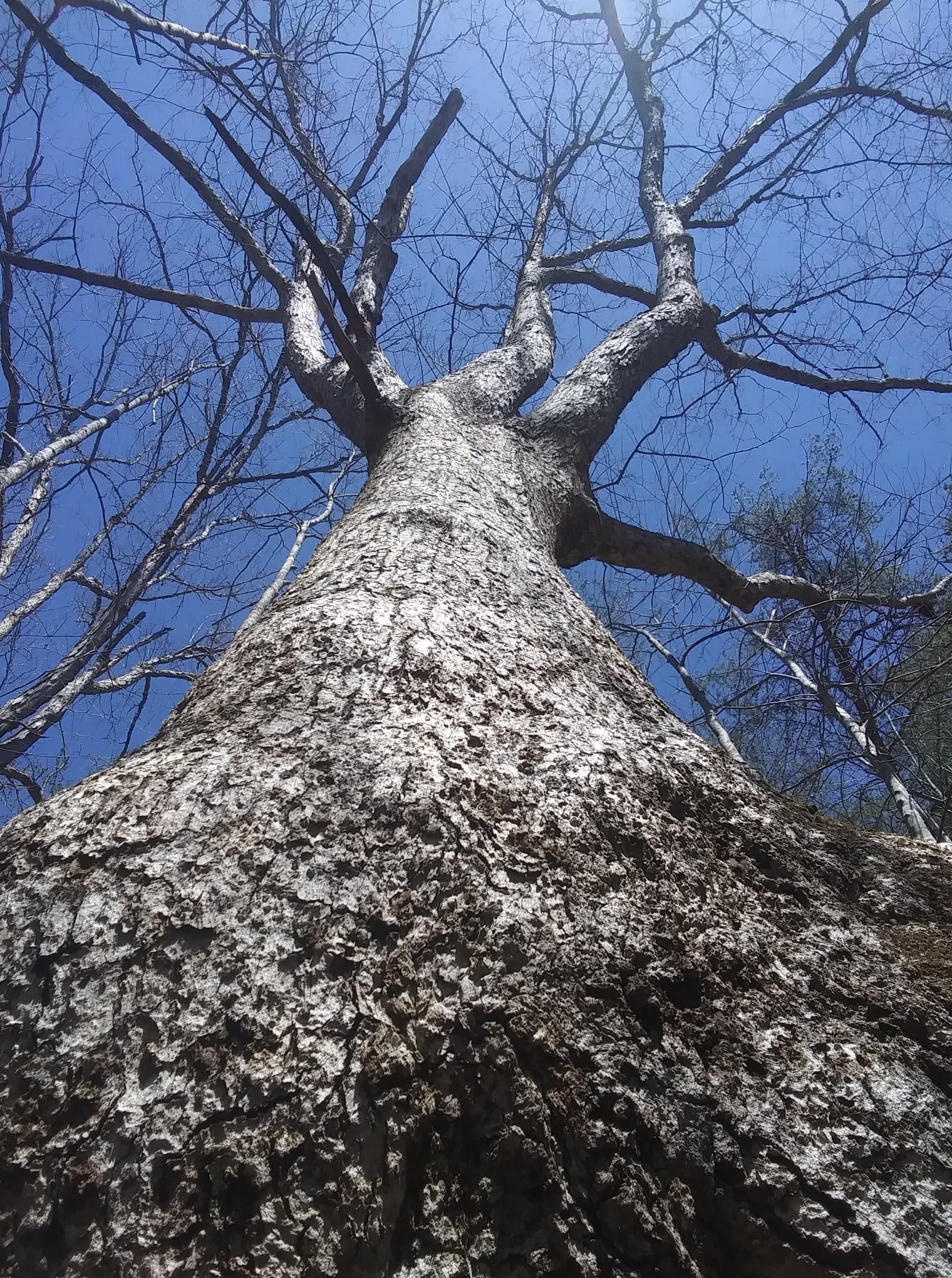The Forests are Calling - by Sacha Louise