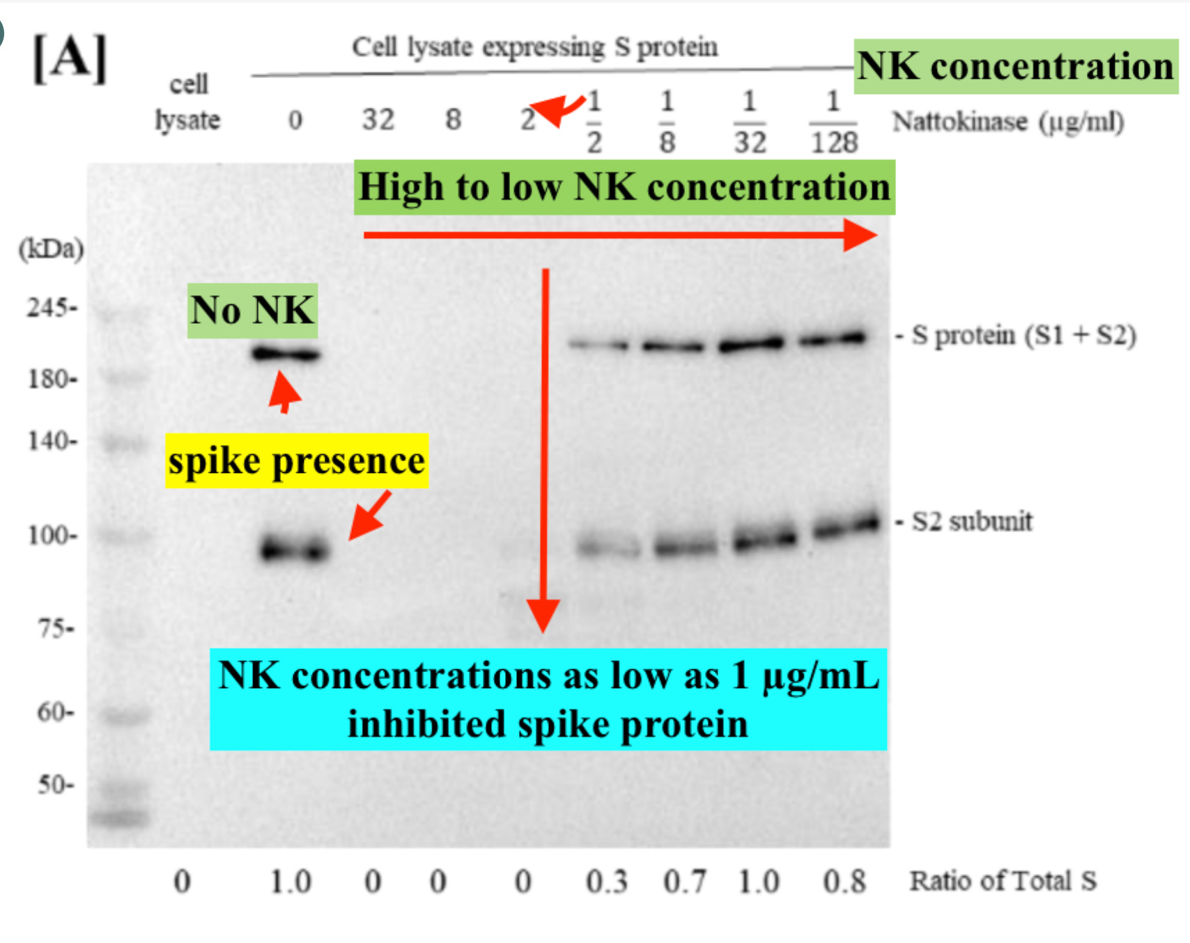 Rapid-Fire FAQ: Nattokinase and Lumbrokinase