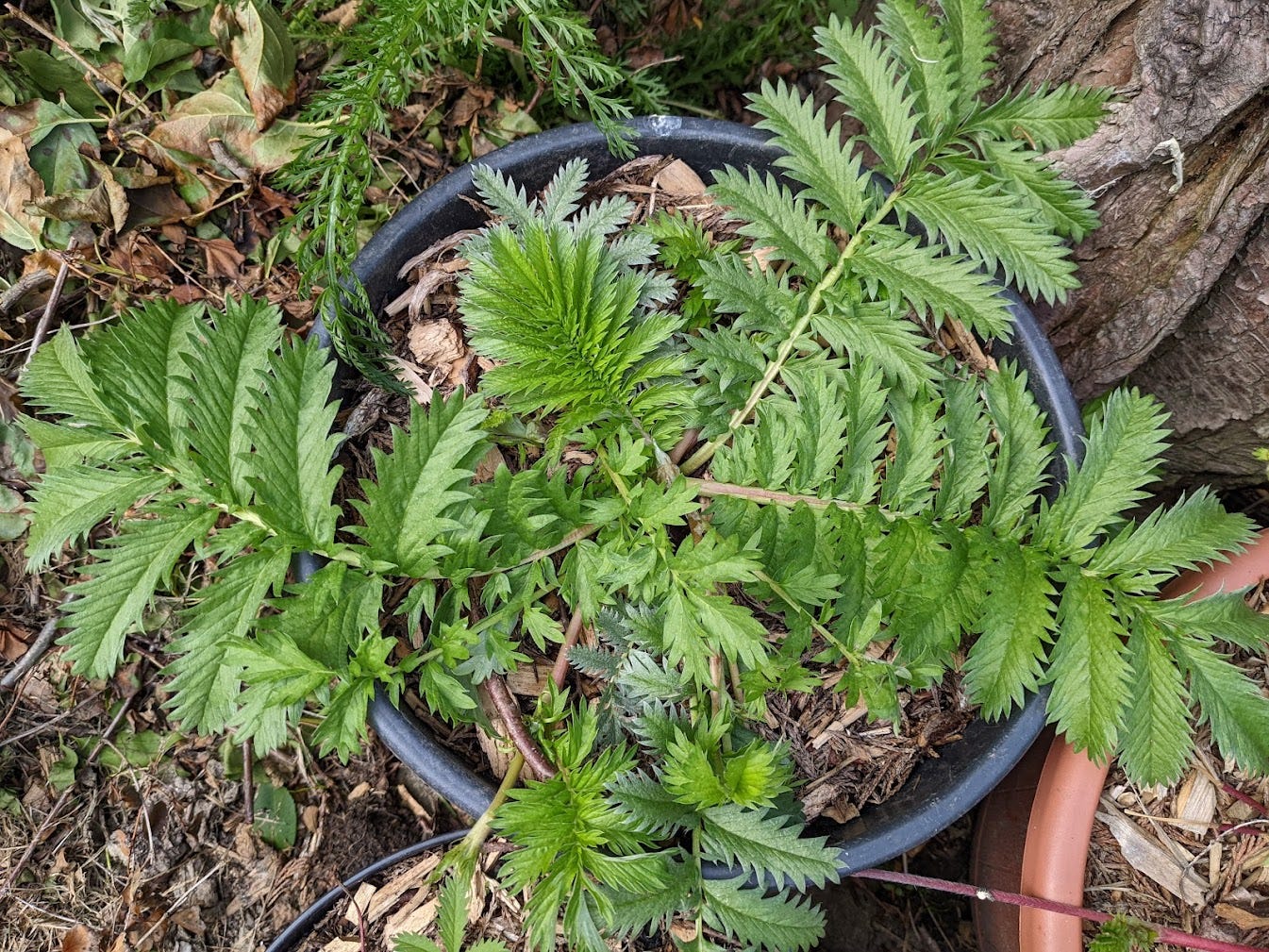 Silverweed Breeding Progress Report #2 - by A. Potentilla