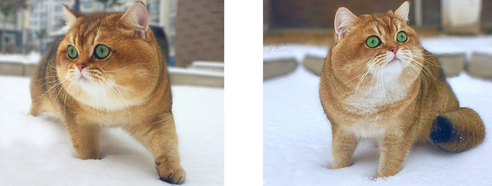 The Case of the 50 ETH Doge - by Pranay Modi