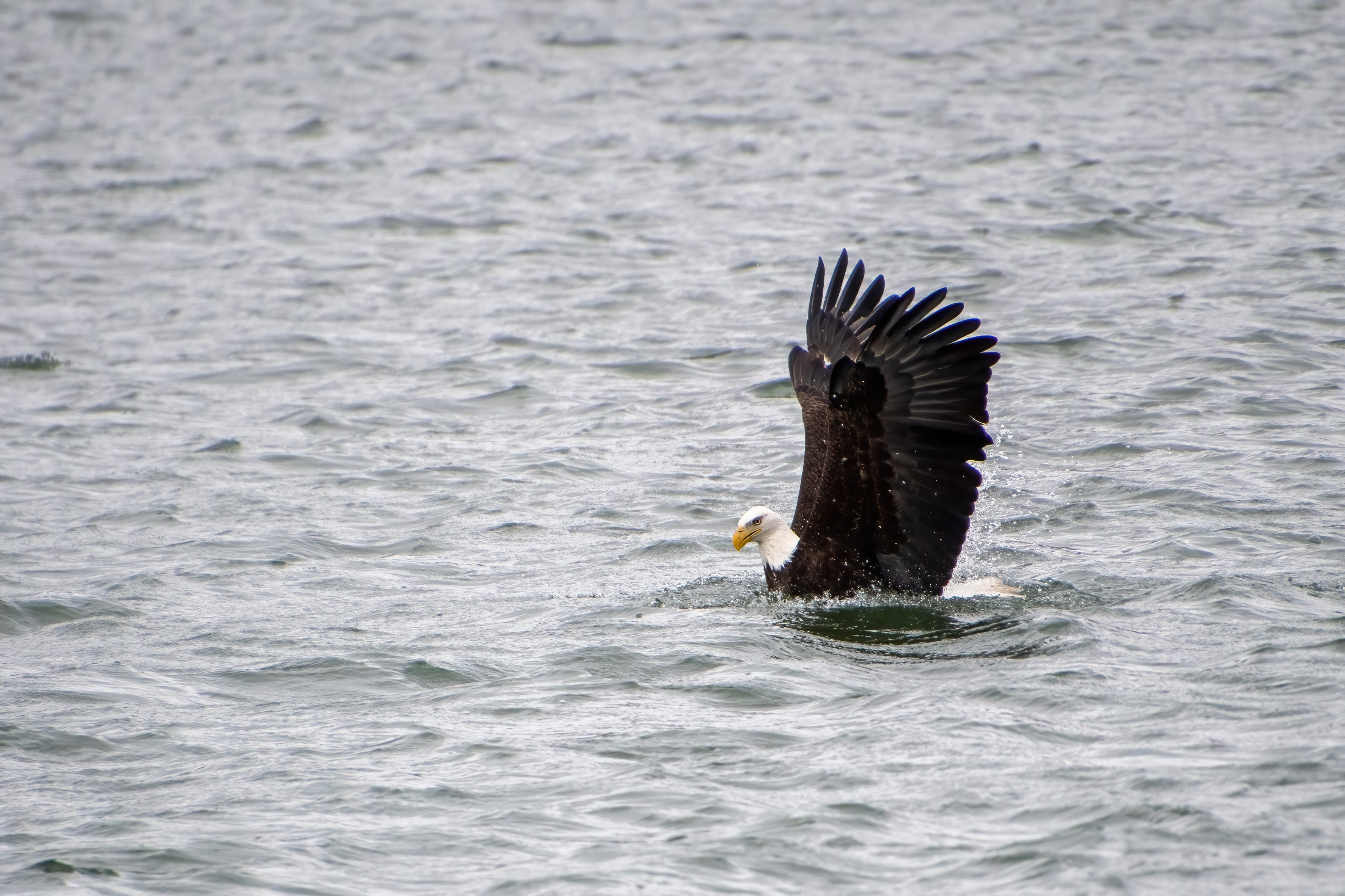 Looking Around and Back - by James Freitas - Rock & Hawk