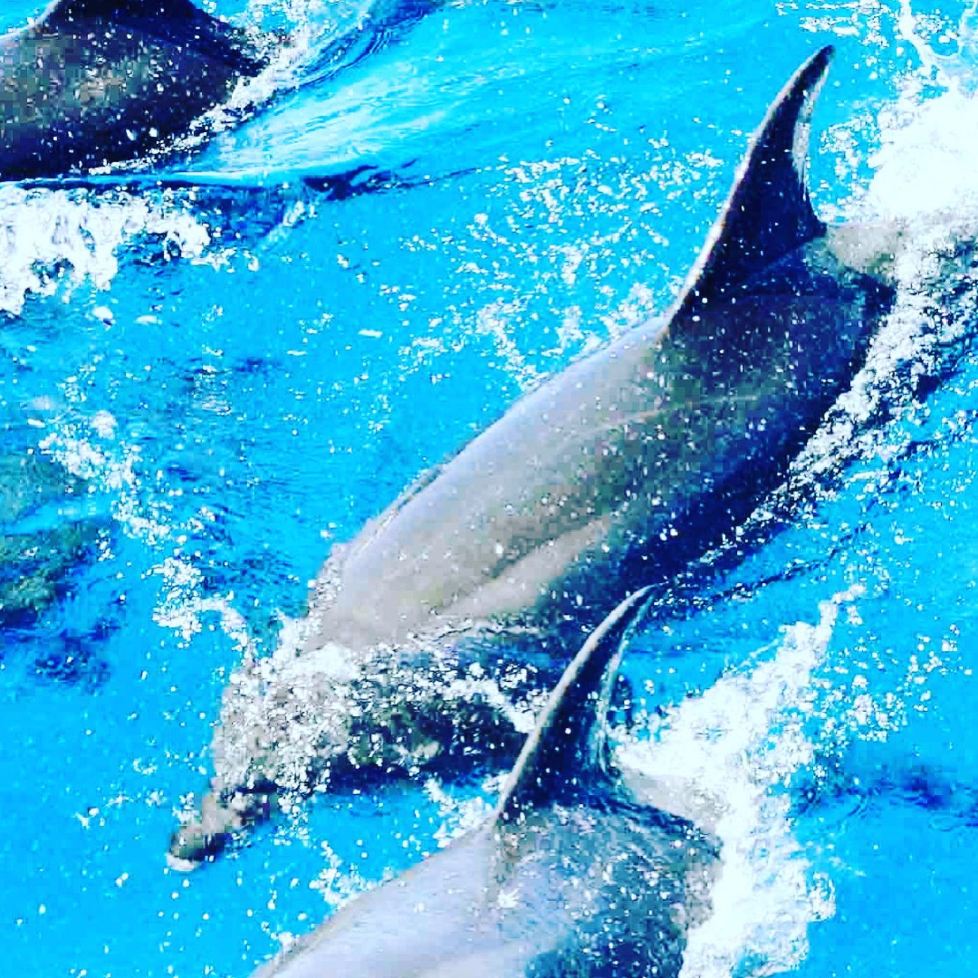 #35 Free Friday Fairy "Dolphin 🐬 Gang ⚔️ Instrumentals, Vol. 1" LP