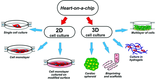 Che cos'è il Bioprinting e perchè è così importante per il futuro della medicina?