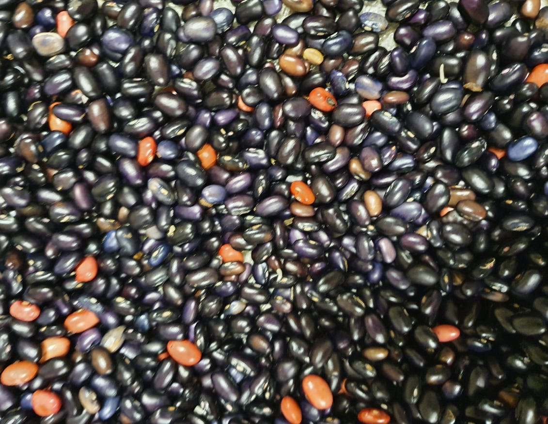 REVERSE BEANS- Ripe Bean Fields are being Plowed Under