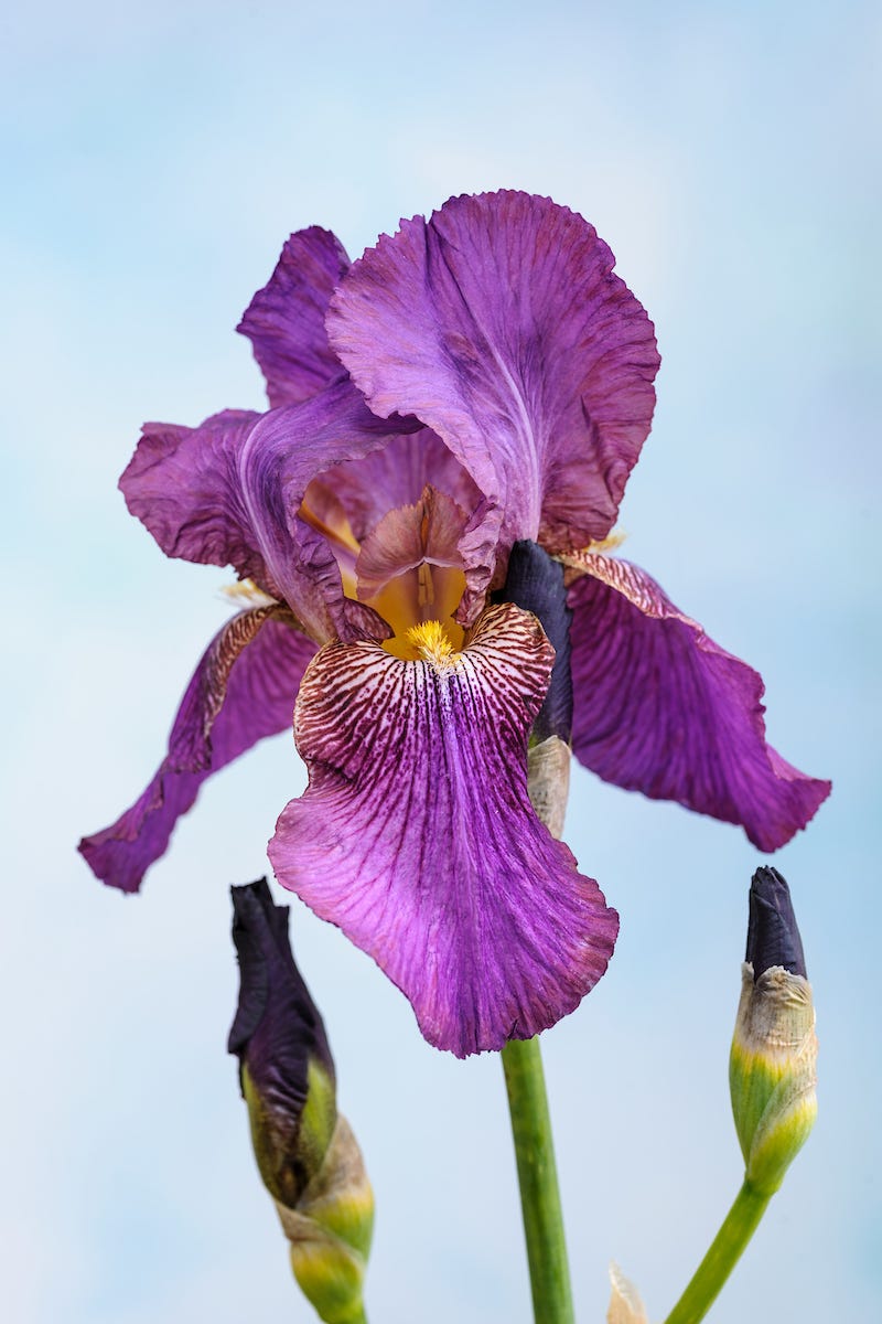 Benton irises - by Lucy Bellamy - Garden & House