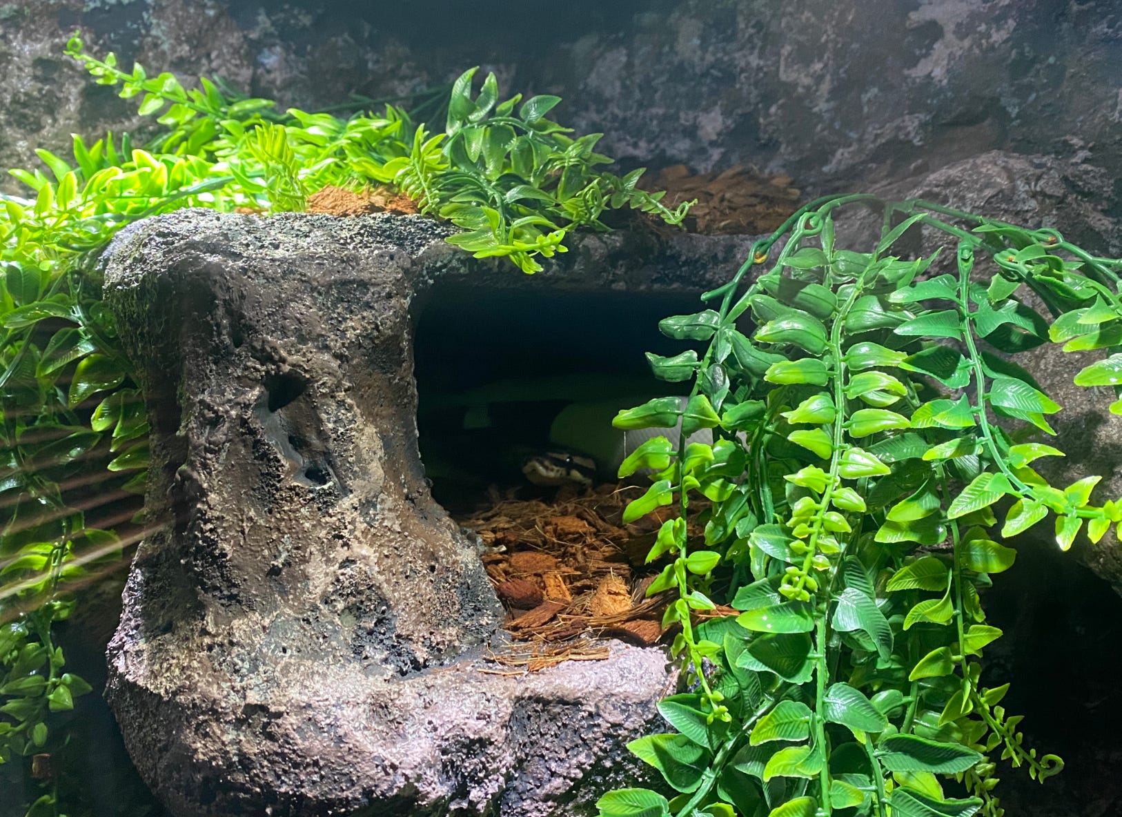 9 ways learning Python is like getting a pet python