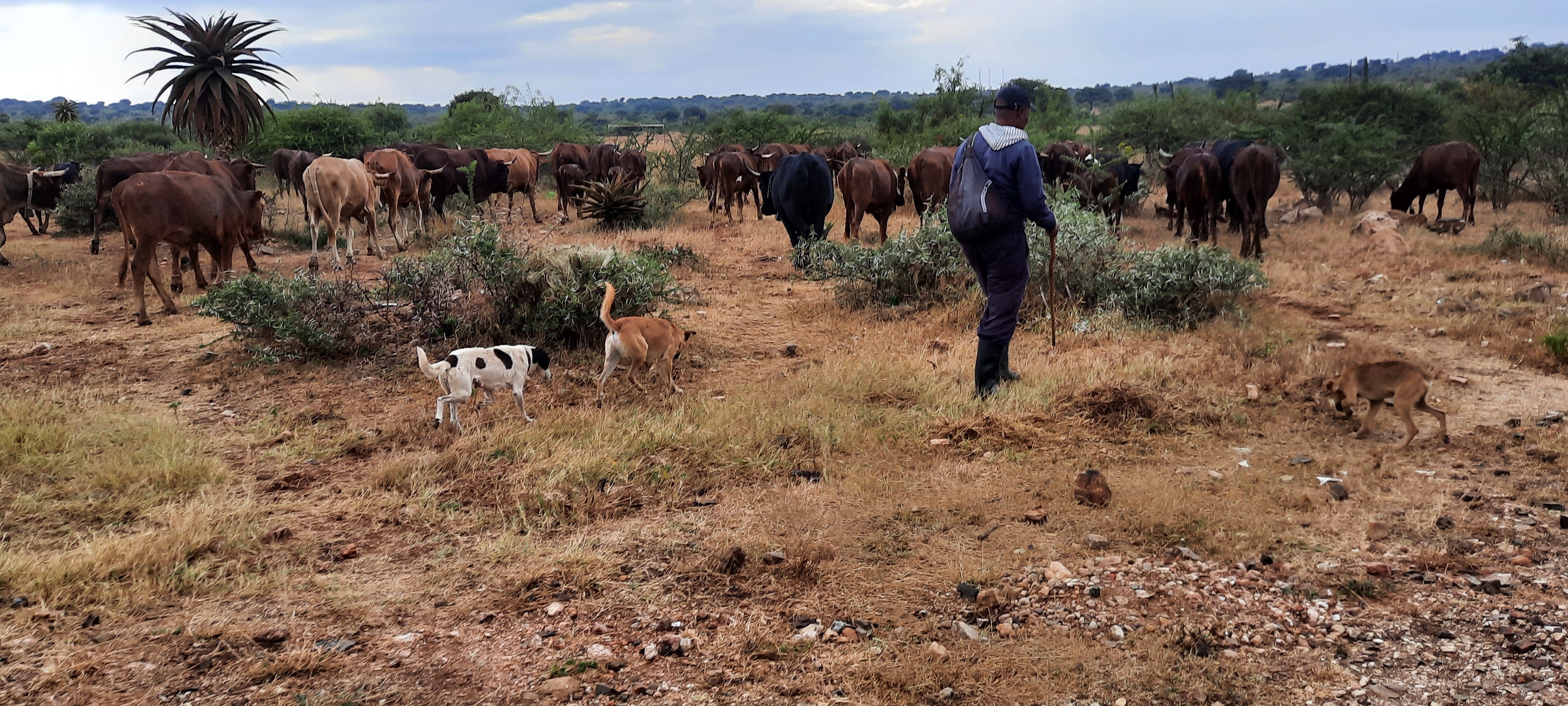“THESE CATTLE FEED MY FAMILY” - by LESIBA FRANCIS MACHAKA