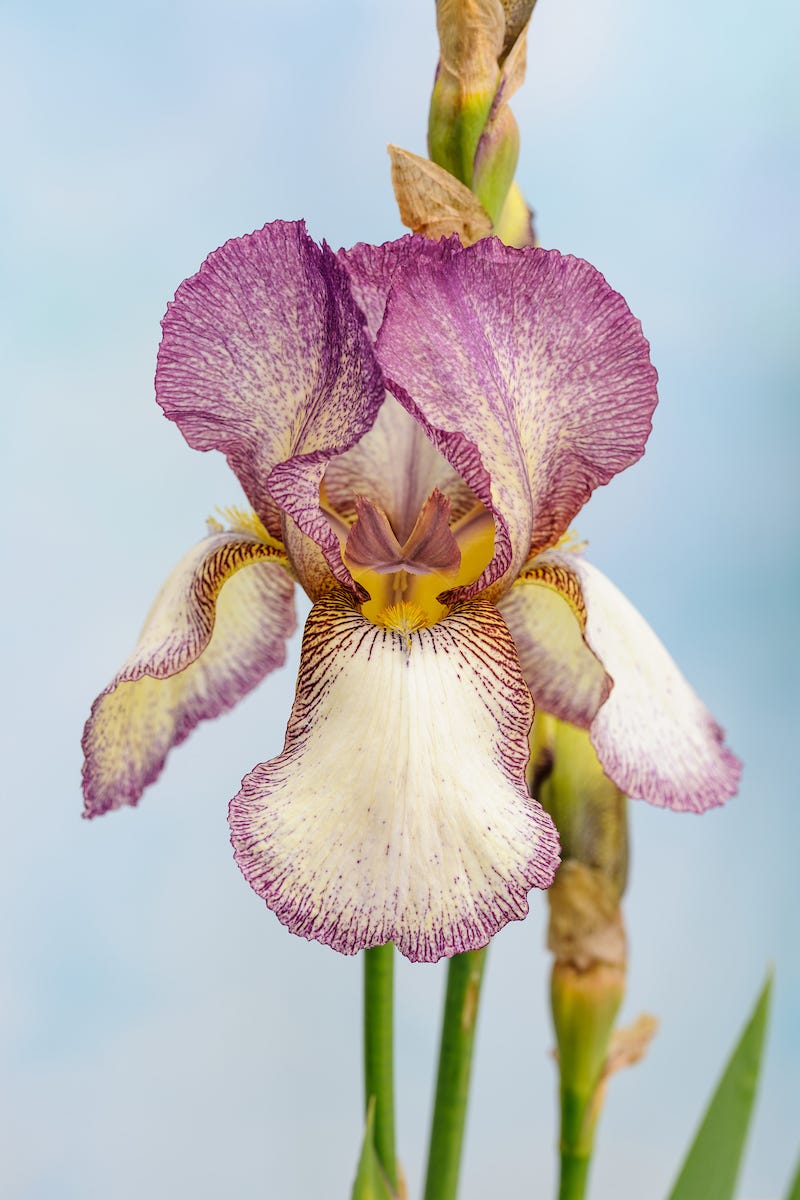 Benton irises - by Lucy Bellamy - Garden & House