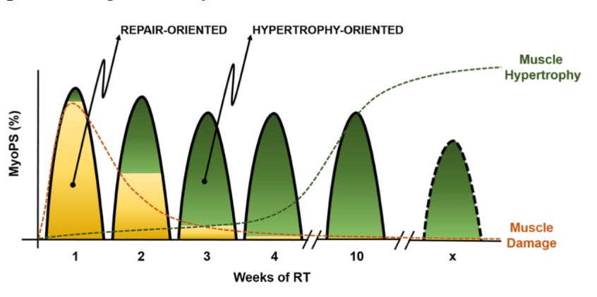 A Masterclass On Programming For Muscle Hypertrophy