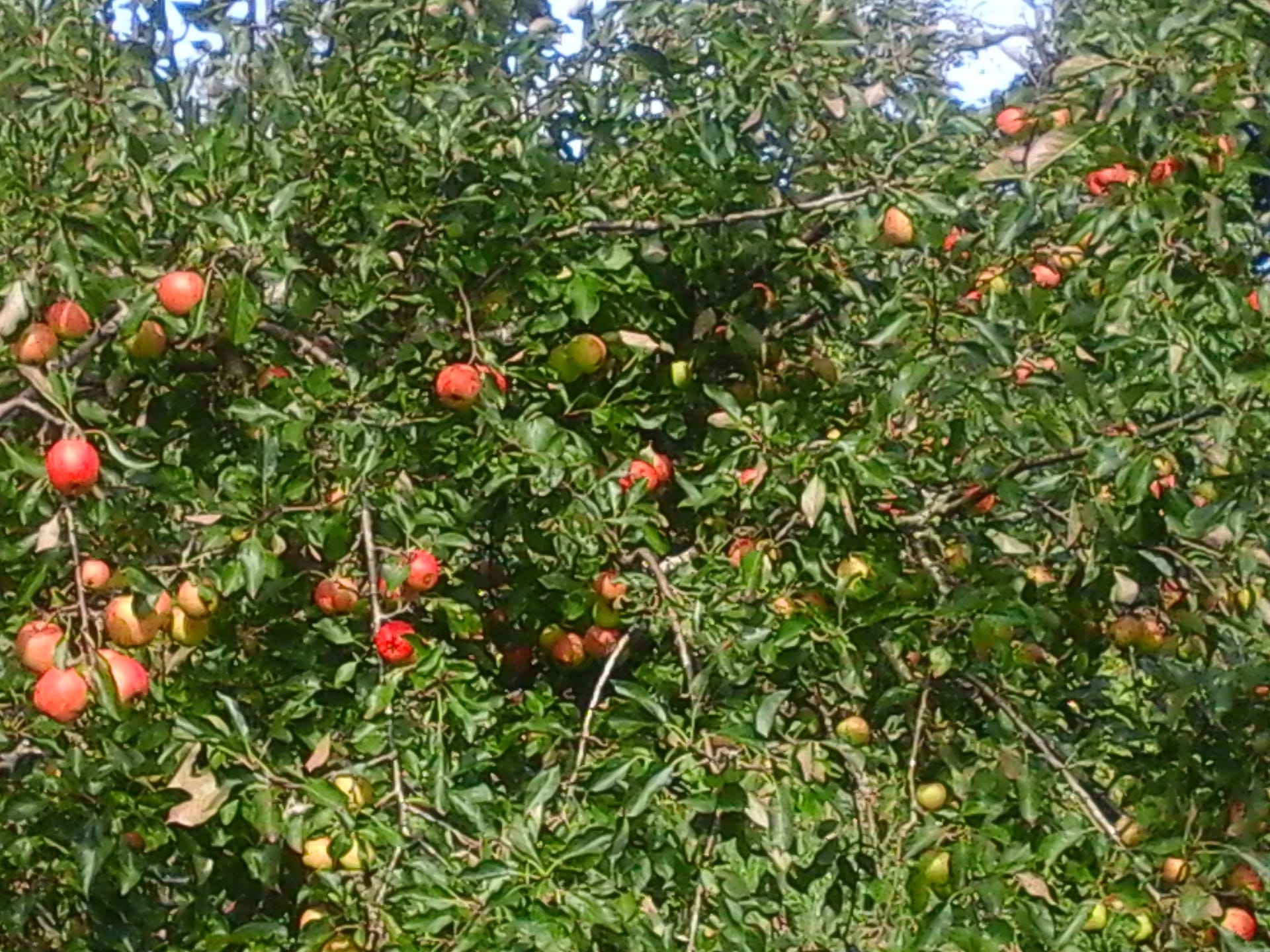 The coppice orchard system - Misrule