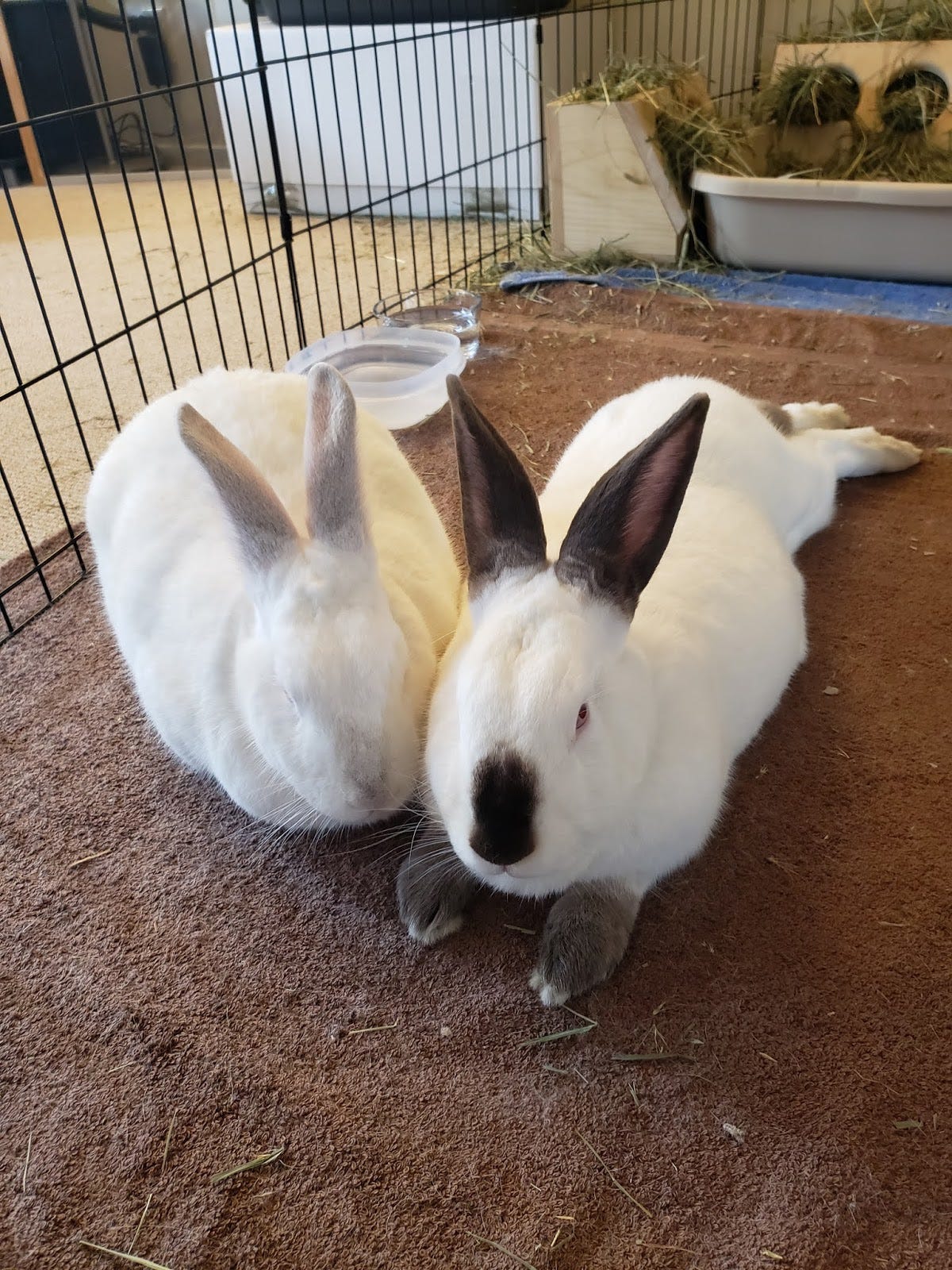 Rabbit = Good Friend - by Noah Smith - Noahpinion