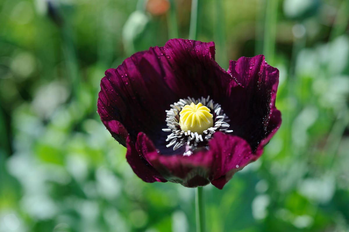 annual poppies - by Lucy Bellamy - Garden & House