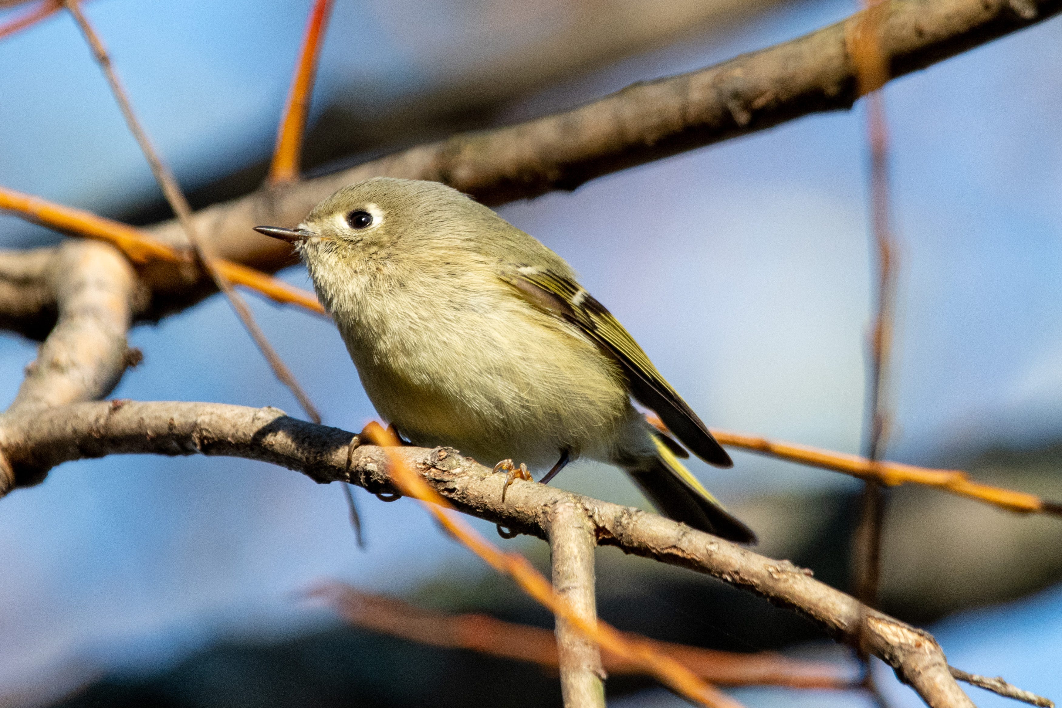 State portraits - by Caleb Crain - Leaflet