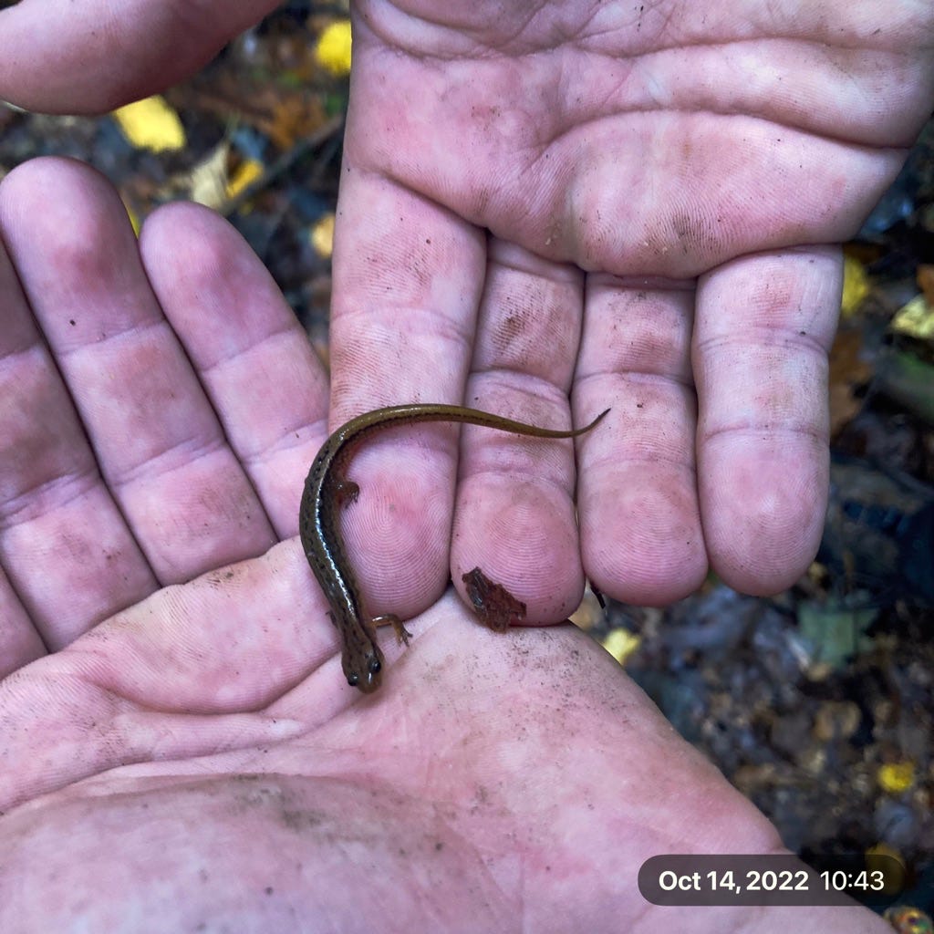 Pootatuck Stream Assessment, Part II