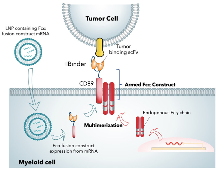 CAR-Macrophage: A New Candidate For Treatment of Solid Tumors