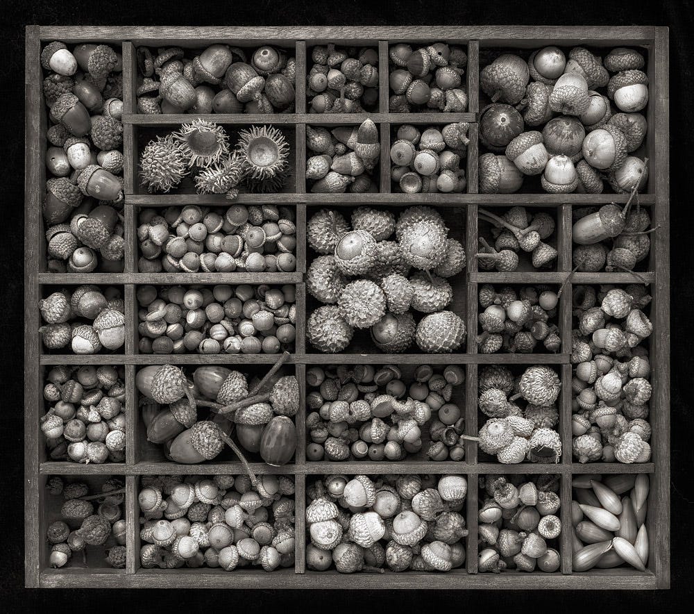 a closer look at acorns - by Lee Anne White