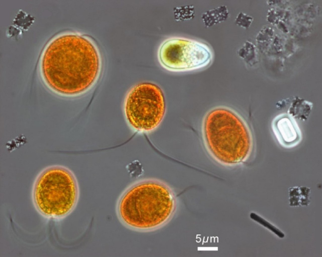 Life on Earth, Part 1: The Extremophiles