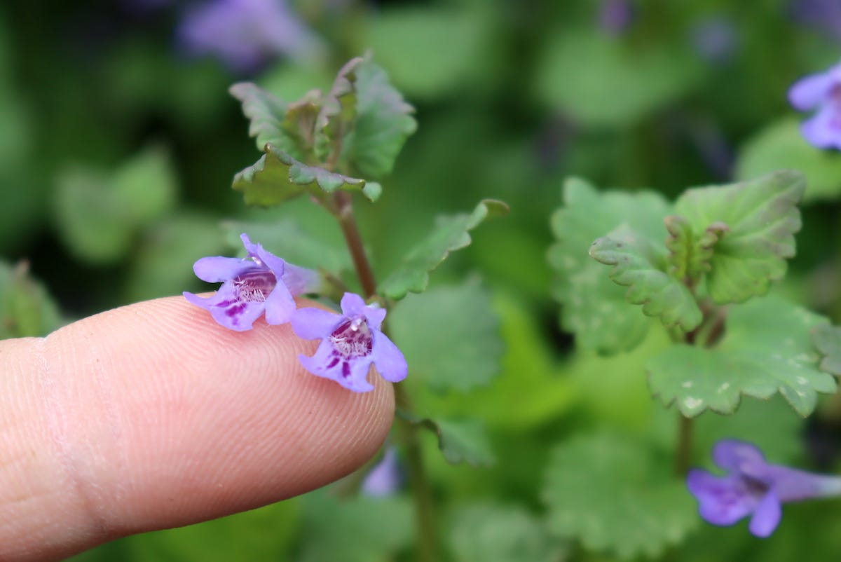 Edible Lawn Weeds - by Ashley Adamant