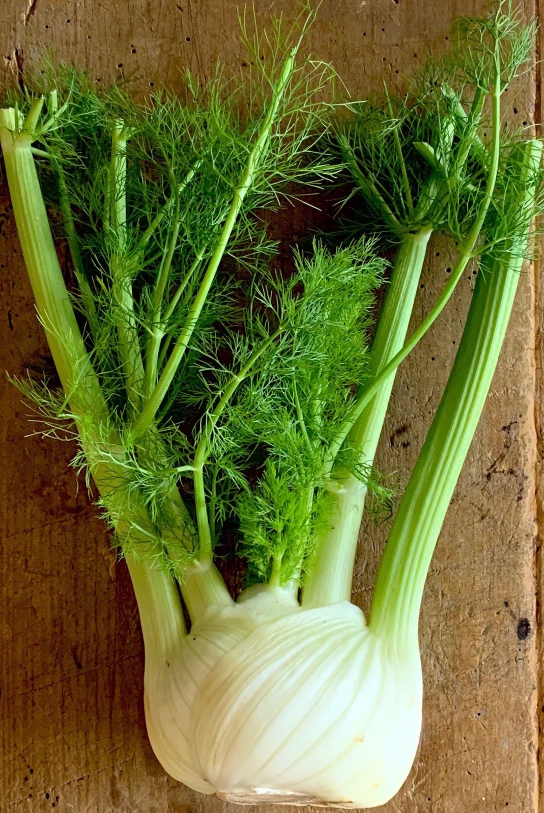 FENNEL, HOT AND COLD. - Jill Dupleix Eats