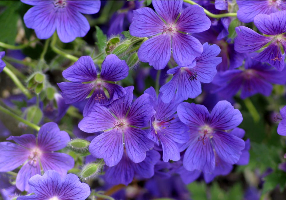 Blooming Beauties - by Laura Janney - Get Inspired