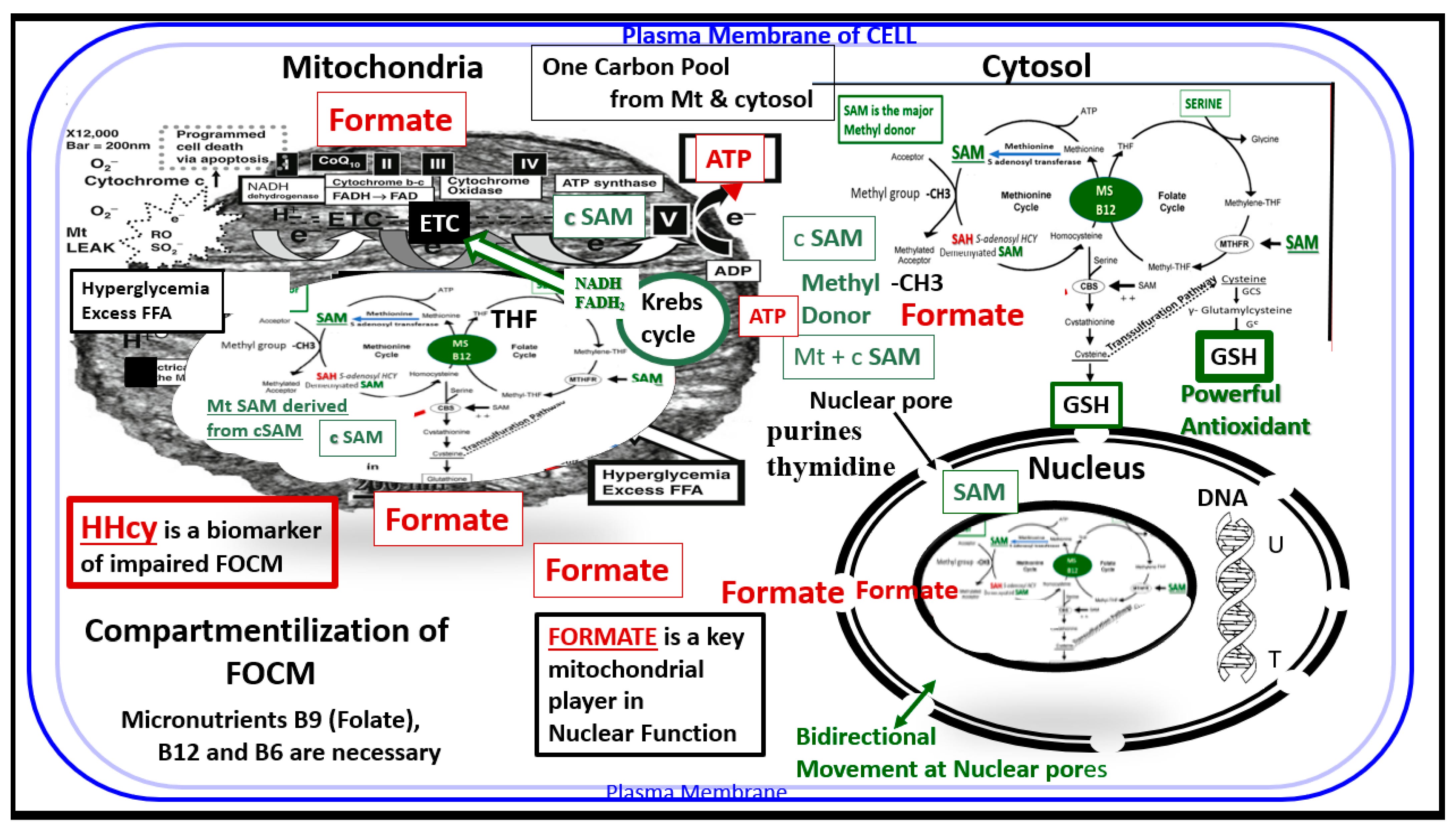 Sorry for the disruption in site service (my fault); Cancer, POTS ...
