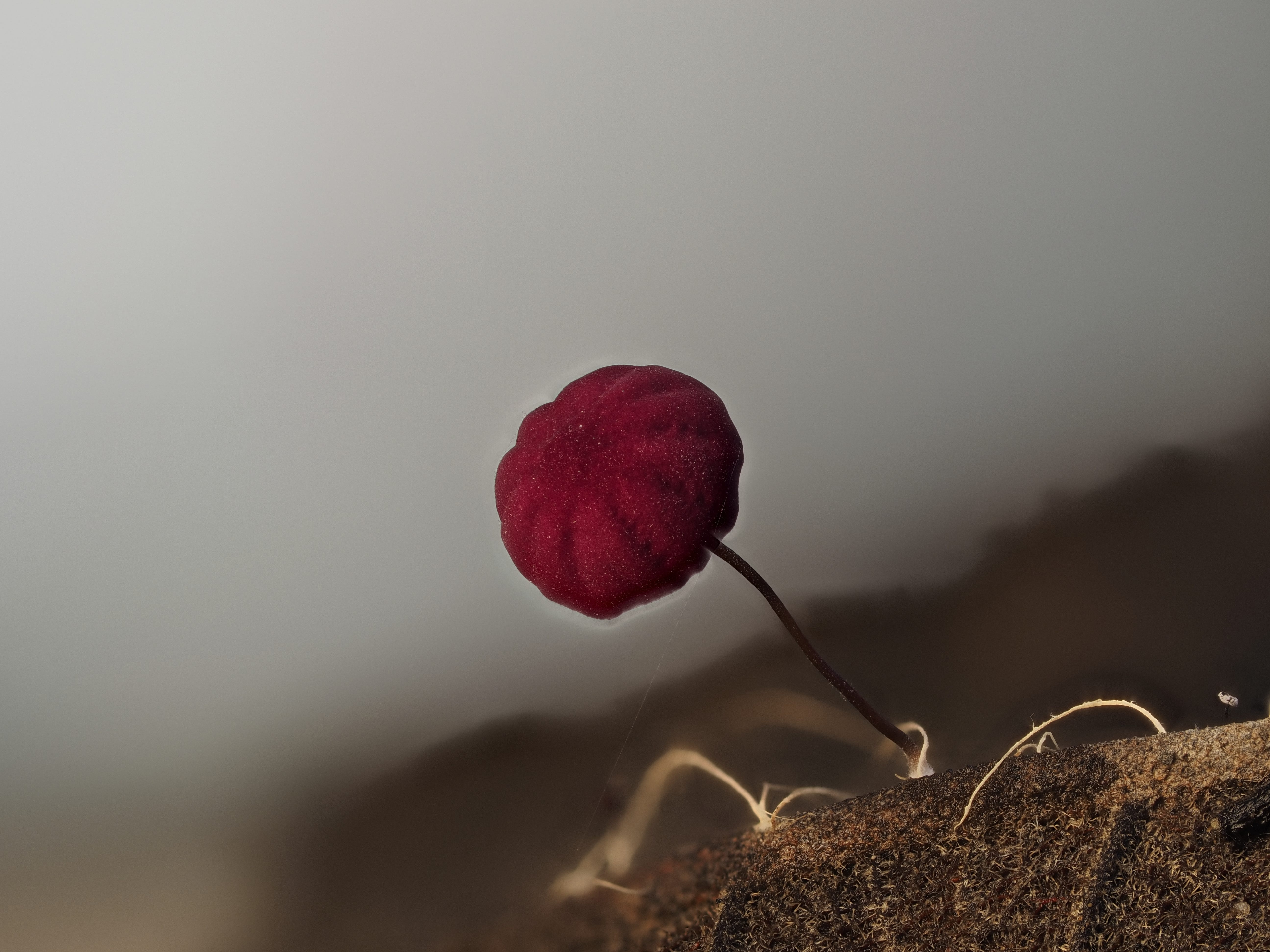 Taman Tugu Forest Foray - by Joseph Pallante - Myconeer