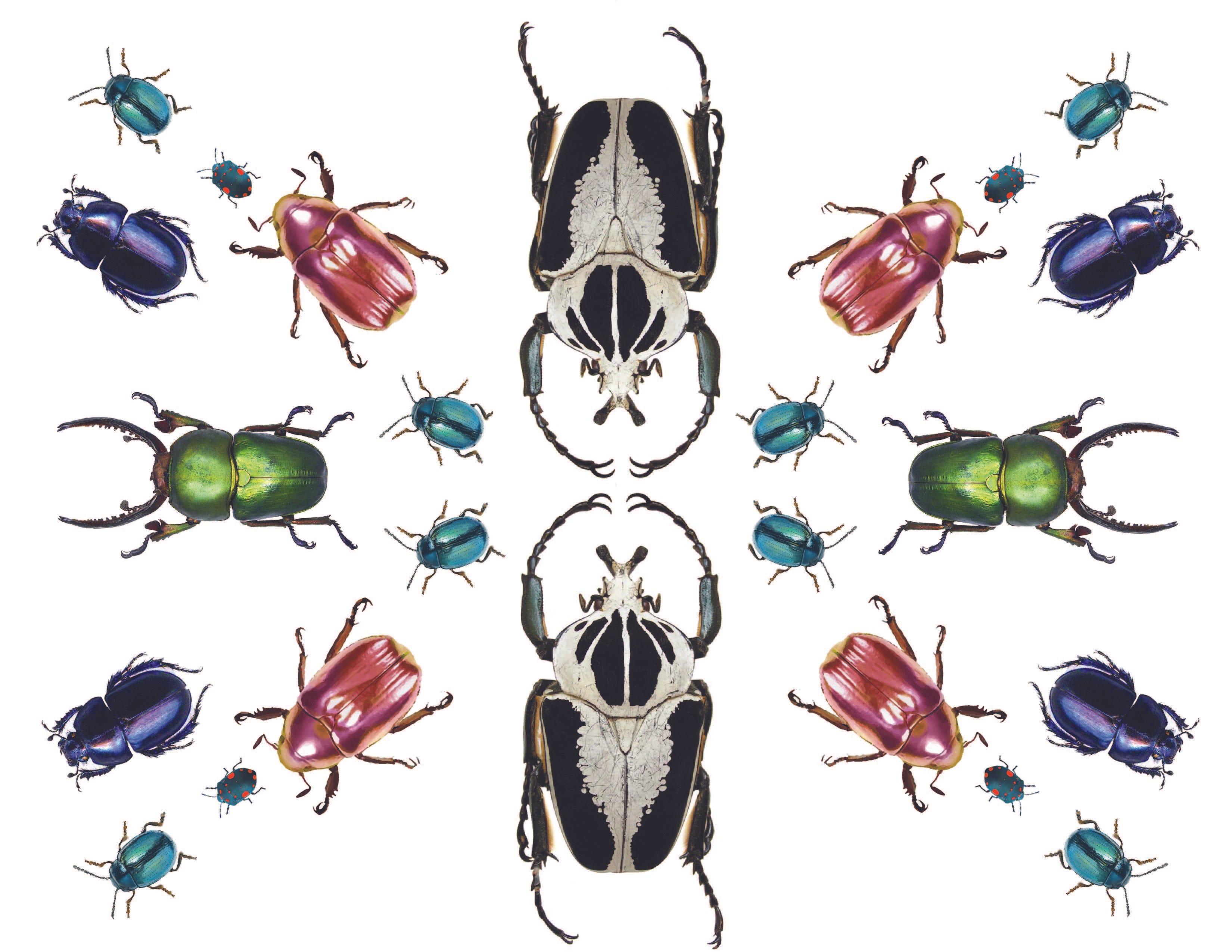 Insect Mandala - by Jaclyn Flomen - Jaclyn’s Newsletter