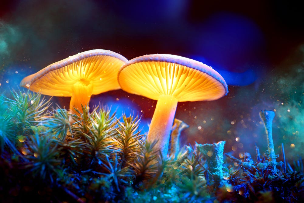Fongus' World - by Sidoine B. - Sidoine’s Newsletter