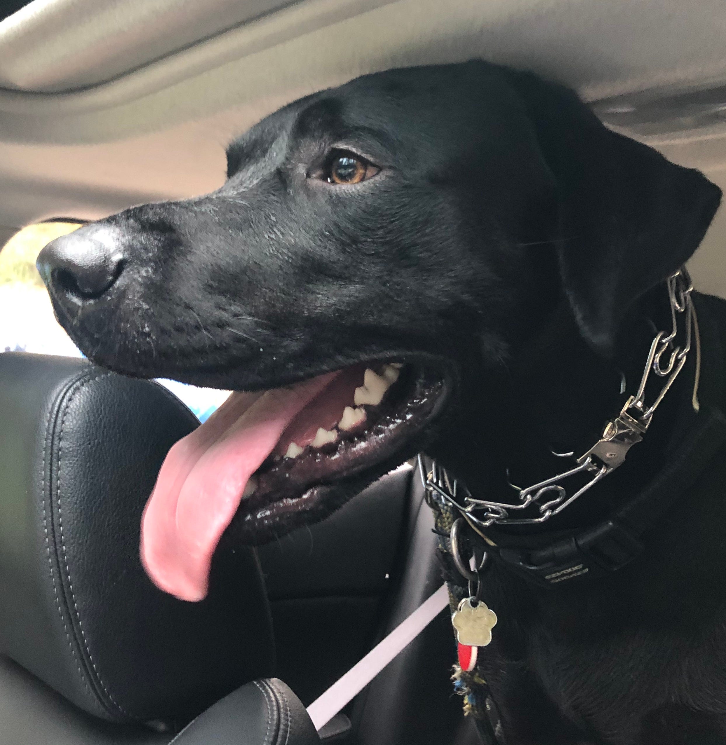 Culp's campaign looks like a long con - by Paul Queary