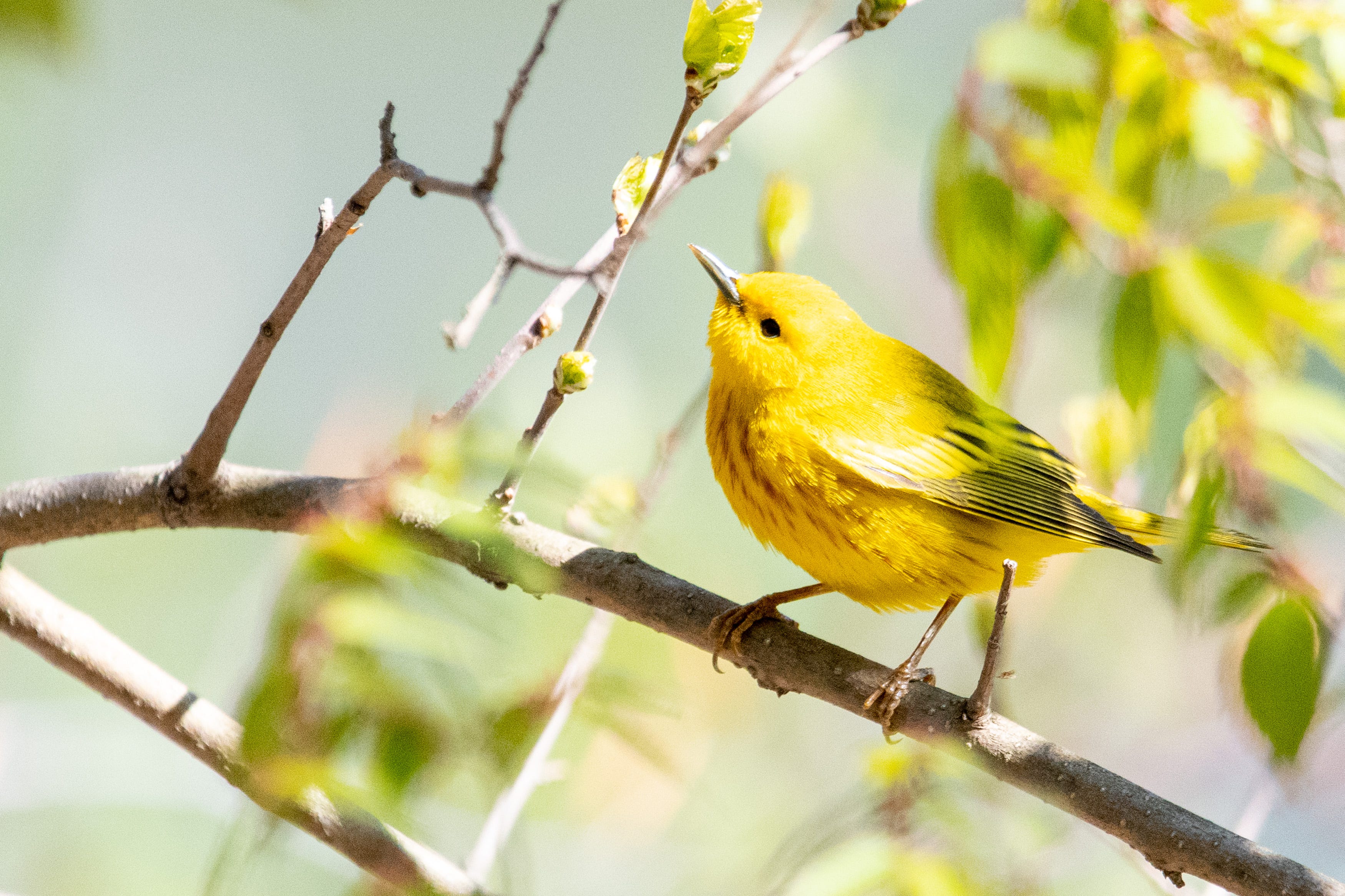 Yellow - by Caleb Crain - Leaflet