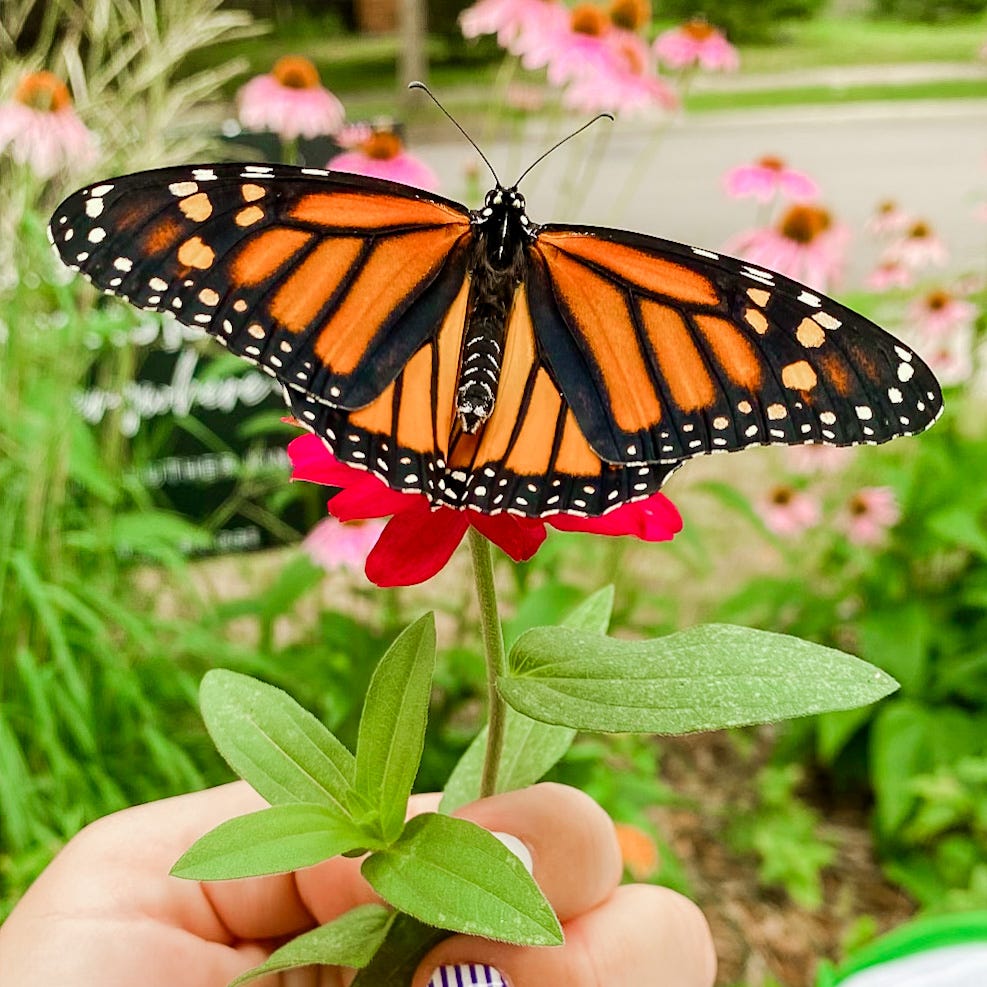☀️On the Flight (or Throw) of the Butterflies