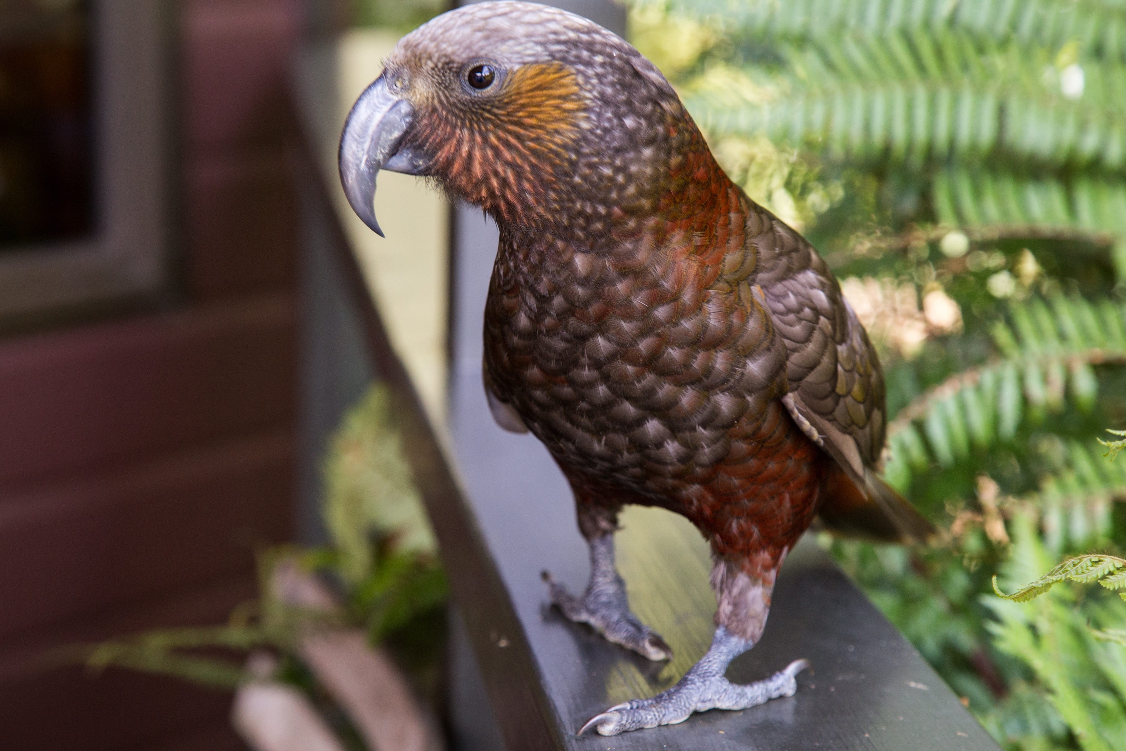 An update on the state of The Kākā nation