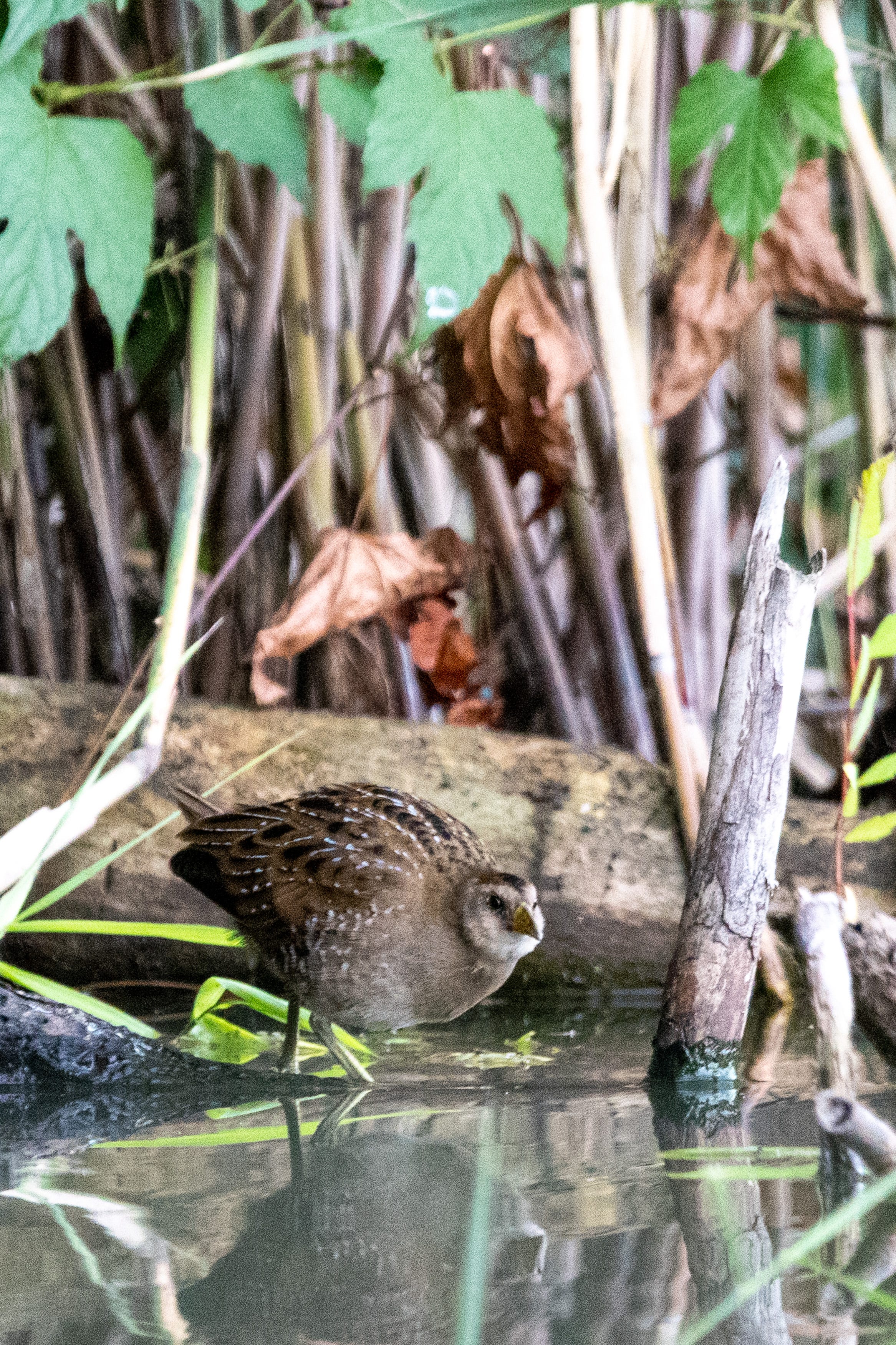 Postscript - by Caleb Crain - Leaflet