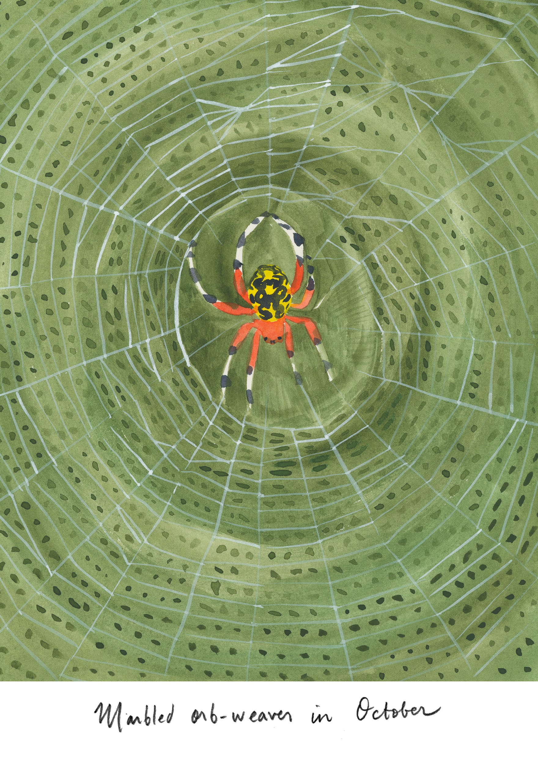 Wild Life / marbled orb-weaver - by Amy Jean Porter