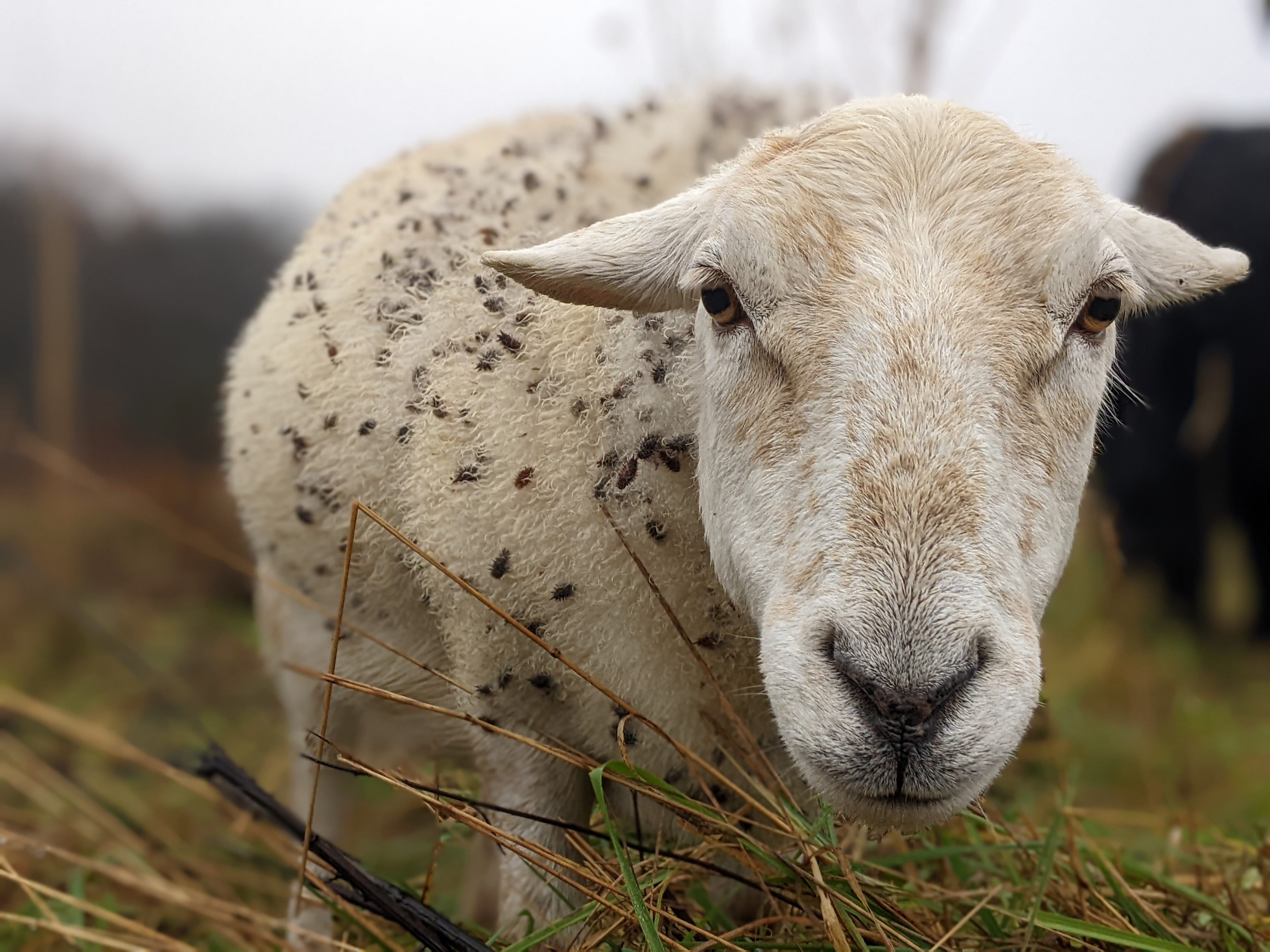 Not To Be Baaah-ssy, But - by AC Shilton