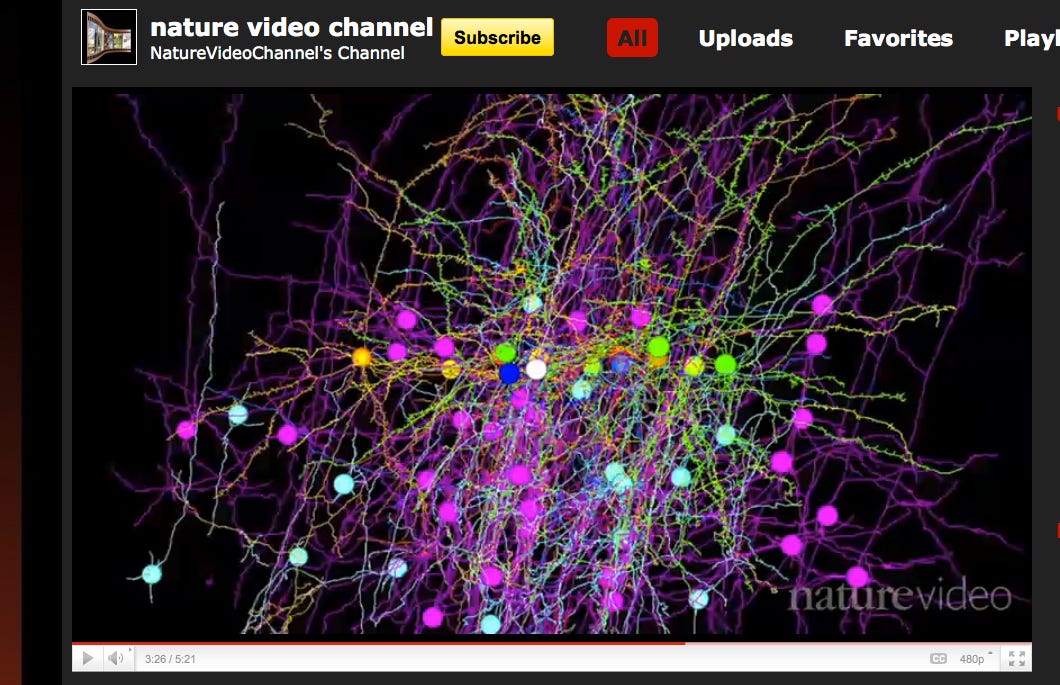 Mouse visual cortex and retinal ganglion cell connectomes