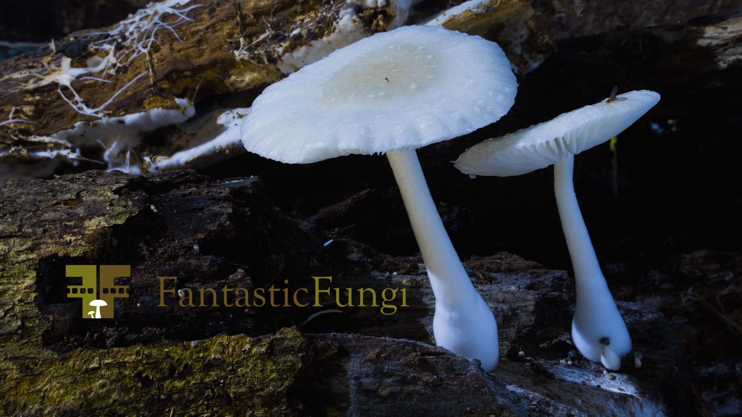 Fungi Field Trip - FantasticFungi’s Newsletter