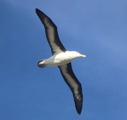 Albatross | Substack