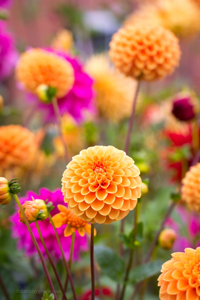 Spectacular Fall Photos - by Dorothy Littell Greco