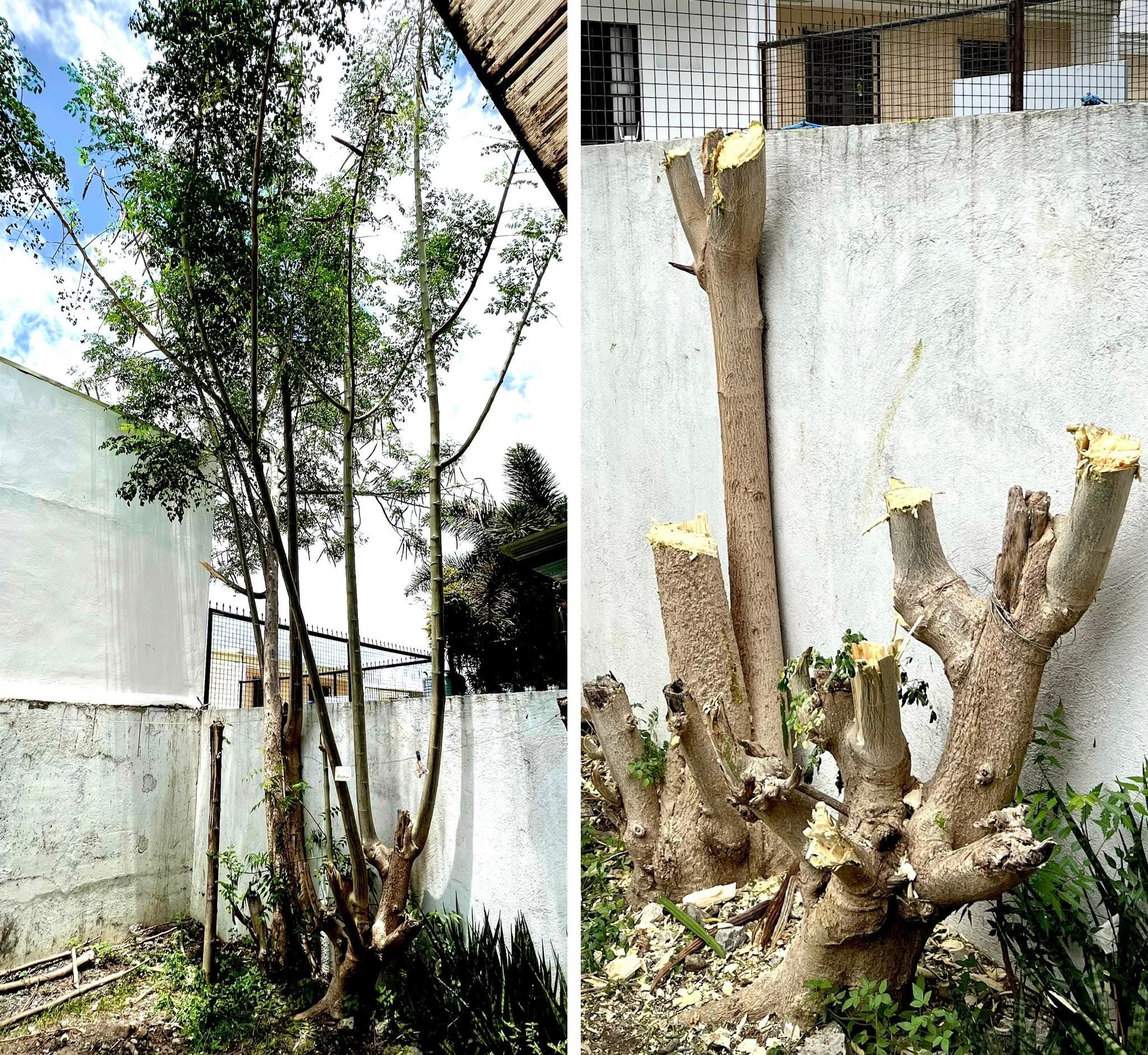The Overgrown Malunggay Tree - by Dan Abbey - Culture Shock