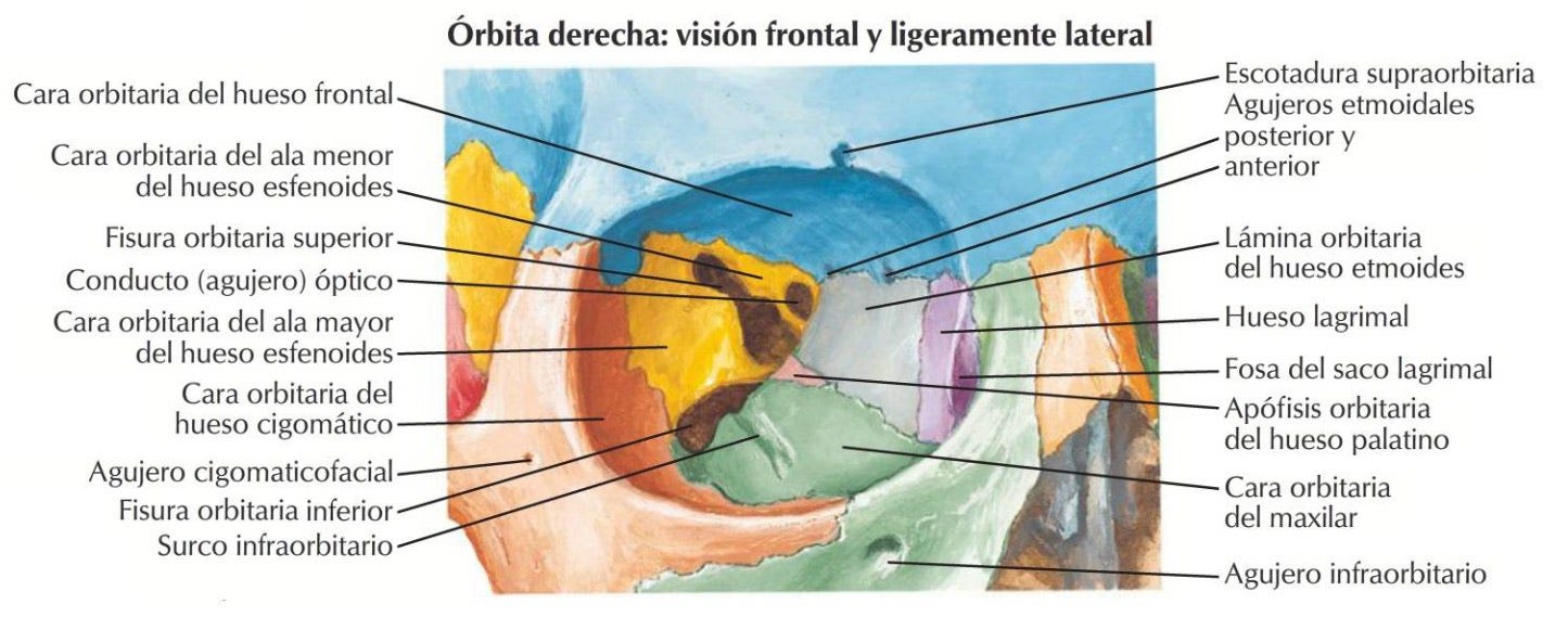 Anatomía del ojo en Oftalmología - by Harold Ferraz