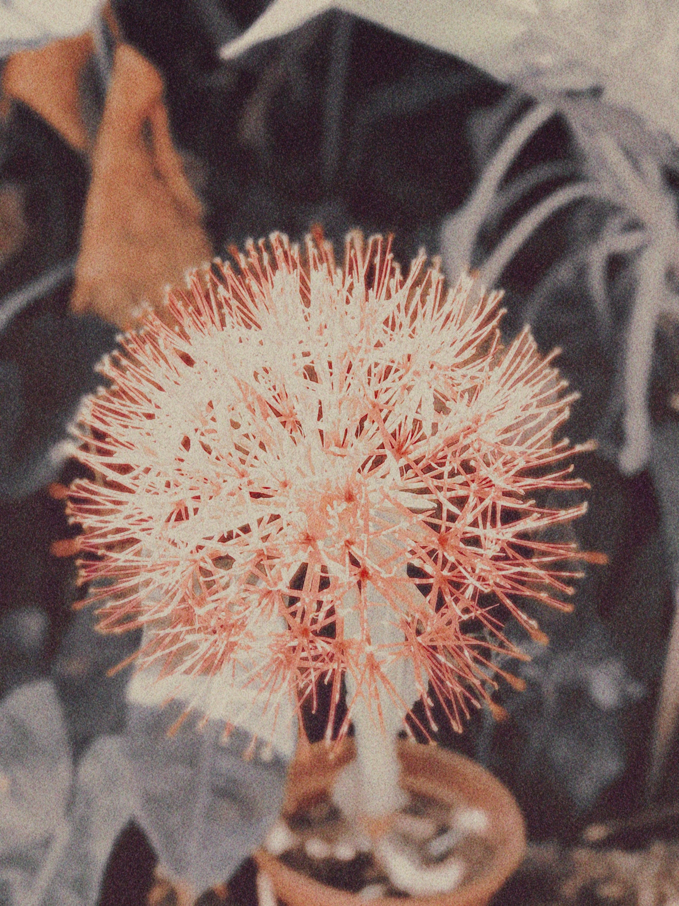 The Possible Delight - by Adora Williams