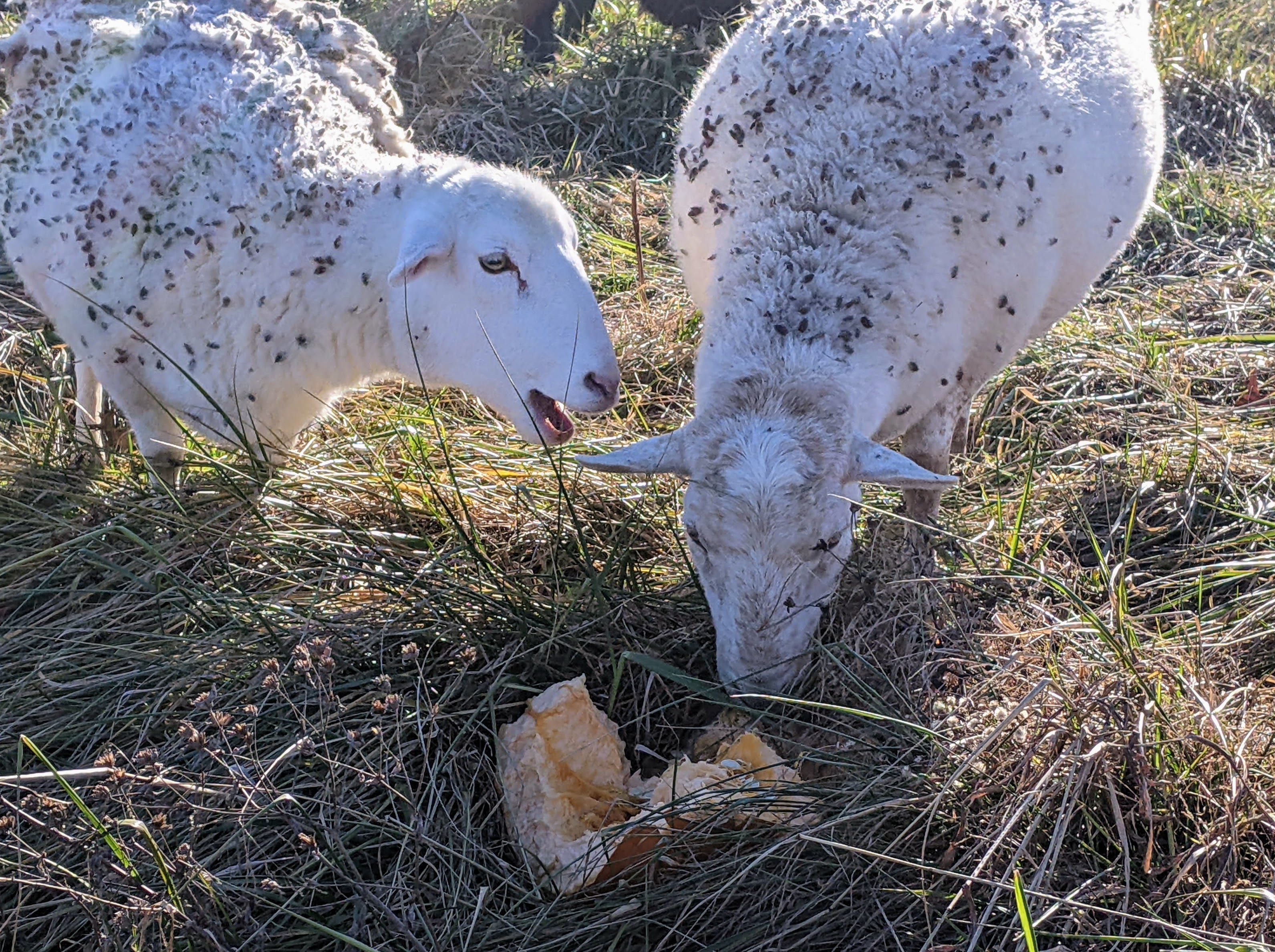 Don't Be Sheepish About Snacks - by AC Shilton