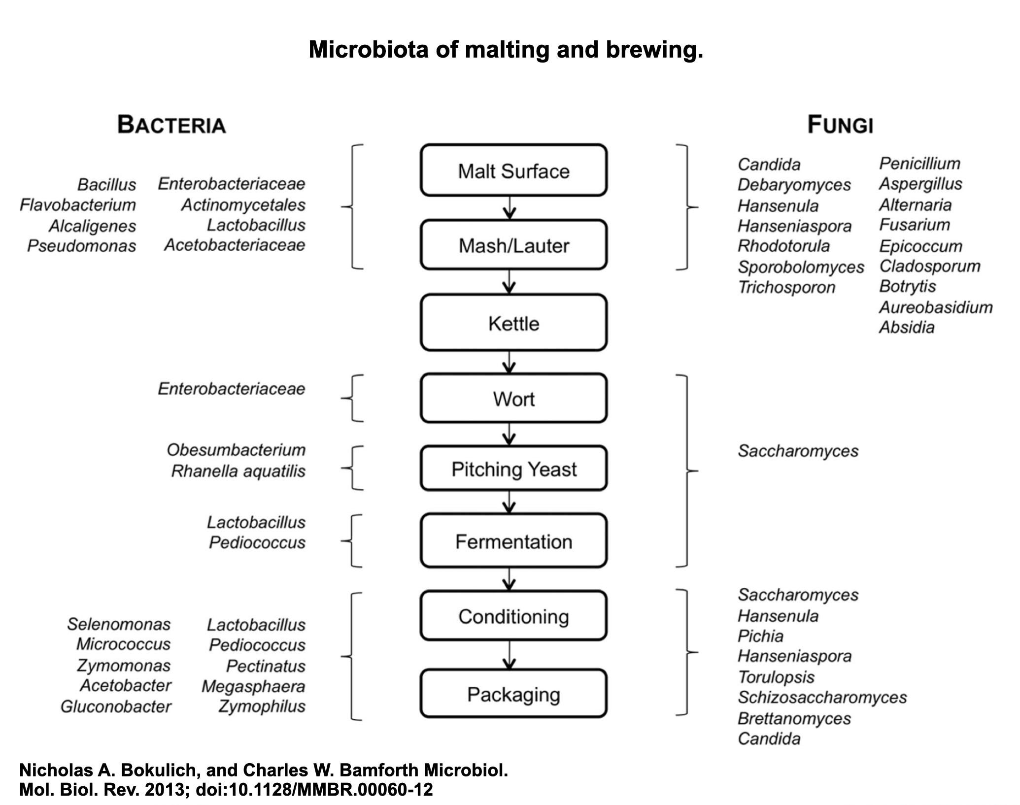How to Diagnose Yeast and Bacterial Contamination in Your Brewed Beer
